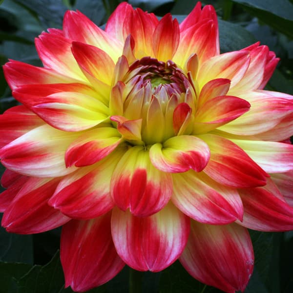 小型 秋田国際ダリア園 春植え球根球根/[26年3月中下旬予約]ダリアの球根：（中大輪）秋晴1球日本最大のダリア園「秋田国際ダリア園」から出荷された良質の球根です。いずれの球根も秋田国際ダリア園の代表であり著名な育種家でもある鷲澤氏のおすす...