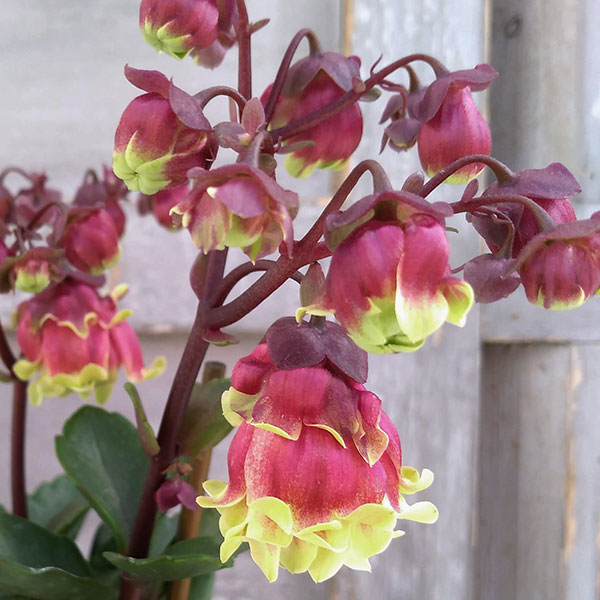 ベル型の八重の花[26年3月中下旬予約]カランコエ・ドリーQ2 4号鉢植え八重咲きの釣鐘型の花を枝垂れるように咲かせる八重咲きのカランコエです。可憐な色合いも魅力です。株はコンパクトにまとまり、冬から春にかけて、枝の先にたくさんの花を咲かせ...