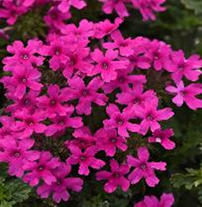 5〜10月開花　マイナス15度でも緑のまま冬越しする多年草草花の苗/[26年4月上旬予約]バーベナ（耐寒性）：ホムステッドホットピンク3-3.5号ポットホームステッドホットピンクは、耐寒性の強い多年草のバーベナ。径6〜8cmのボール状の花房...