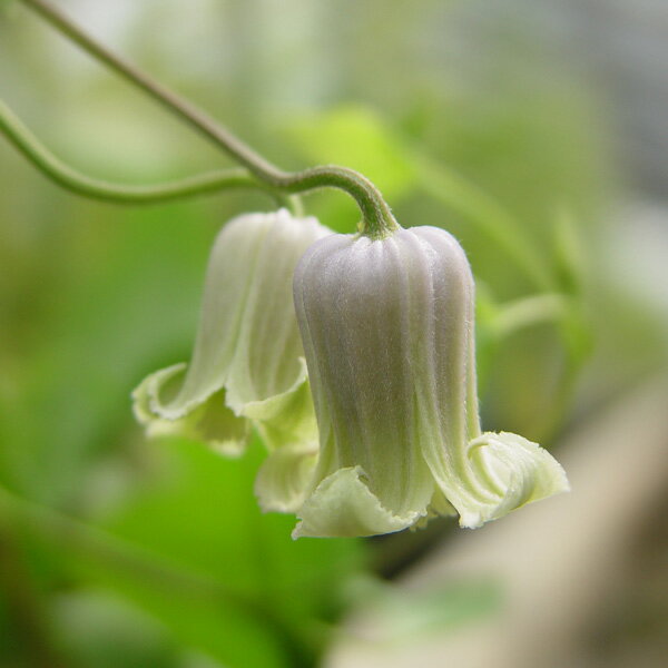 クレマチスの苗/[26年3月中下旬予約]クレマチス：ハクジ（白磁）3.5号ロングポット（ビオルナ系）乳白色に淡い藤色がのる可憐な花姿。くるりと巻いた花弁の先は薄っすら萌黄色になります。写真は開花時のイメージですが、お届けの際はまだ苗ですので...