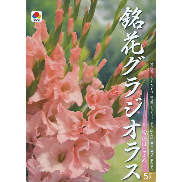 小型球根/[26年3月中下旬予約]グラジオラス：常陸はなよめ　5球入り夏の花壇を華やかに彩ってくれるグラジオラス。この品種は日本生まれの銘花です。★登録品種：海外持ち出し禁止タイプ：アヤメ科トウショウブ属の多年草（球根植物）植付け適期：3〜...