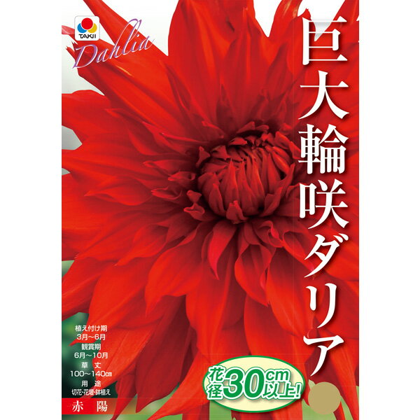 小型球根/[26年3月中下旬予約]ダリア：ウルトラ巨大輪咲き　赤陽1球入り花径が平均30cm以上もある大きな花を咲かせます。近年アレンジメントにもよく利用されており、人気急上昇中のダリアです。タイプキク科の球根植物植付け適期3月〜6月開花時...