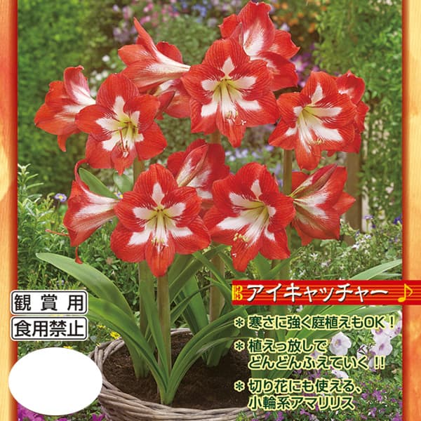 春植え球根球根/[26年3月中下旬予約]アマリリス：ガーデンオーケストラ　アイキャッチャー1球入り寒さに強く、地中温度が-5℃でも栽培が可能な画期的なガーデンアマリリス。小輪で花立ちも良く、植えっ放しでも毎年少しずつ増えていきます。タイプ：...