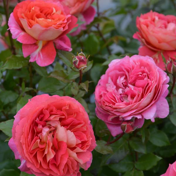 コンパクトなシュラブローズ 小型のつるばらバラの苗/[26年1月中下旬予約]ロサ・オリエンティス：アルゴノーツ大苗6号角鉢植え(バラ)濃いオレンジ、ロゼット咲き、中輪房咲きの花。ティにグリーンの中香。咲き始めはオレンジだが、開花と共にコーラ...