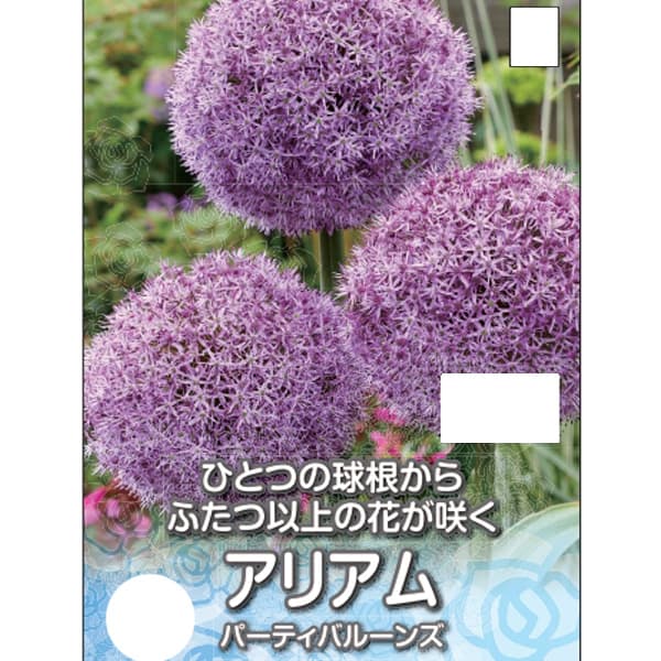 小型 ボール状の大輪花 ひと株で華やぐ花姿 秋植え球根球根/[26年9月中下旬予約]アリウム：パーティバルーンズ 1球入りアリウムはユリ科の球根植物。品種がとても多く、バラエティに富んだ花が楽しめます。開花期が長く、茎も丈夫なので切花にして...