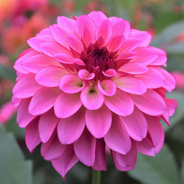 小型 秋田国際ダリア園 春植え球根球根/[26年3月中下旬予約]ダリアの球根：（中小輪）ルミナス1球日本最大のダリア園「秋田国際ダリア園」から出荷された良質の球根です。いずれの球根も秋田国際ダリア園の代表であり著名な育種家でもある鷲澤氏のお...