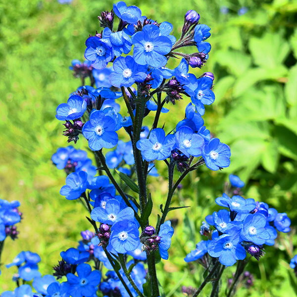 5月〜7月開花 夏に咲くブルーの花 花が長持ちする宿根草草花の苗/[26年10月中下旬予約]アンチューサ：フェイザムプライド3.5号ポットアンチューサ・フェイザムプライドは、コバルトブルーの花を咲かせる草丈の高い多年草です。従来種に比べ草姿...