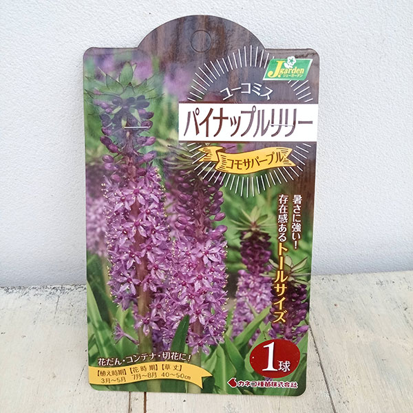 小型 育てやすいユニークな形の植物 春植え球根球根/[26年3月中下旬予約]ユーコミス（パイナップルリリー）：コモサパープル 1球入りユーコミスは南アフリカ原産で別名を「パイナップルリリー」とも呼び、属名はギリシャ語で「美しい頭の毛」を意味...