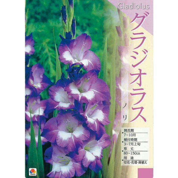 小型球根/[26年3月中下旬予約]グラジオラス：ノリ 5球入り夏の花壇を華やかに彩ってくれるグラジオラス。「ノリ」は白に鮮青紫色の2色咲き品種です。タイプ：アヤメ科トウショウブ属の多年草（球根植物）植付け適期：3〜7月開花時期：7〜10月草...