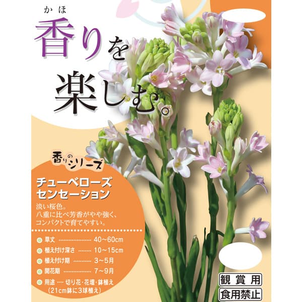 小型 月下香・香りの球根植物球根/[26年3月中下旬予約]チューベローズ：センセーション2球入り香り高いチューベローズはメキシコ原産の球根植物で、夕方から夜にかけて強い芳香を放ち、別名、夜来香または月下香とも呼ばれる清楚な花です。従来のチュ...