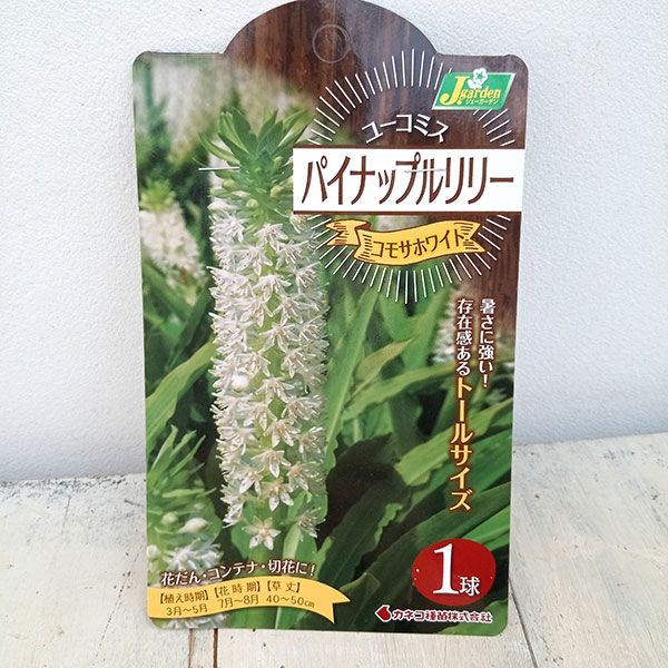 小型 育てやすいユニークな形の植物 春植え球根球根/[26年3月中下旬予約]ユーコミス（パイナップルリリー）：コモサホワイト 1球入りユーコミスは南アフリカ原産で別名を「パイナップルリリー」とも呼び、属名はギリシャ語で「美しい頭の毛」を意味...