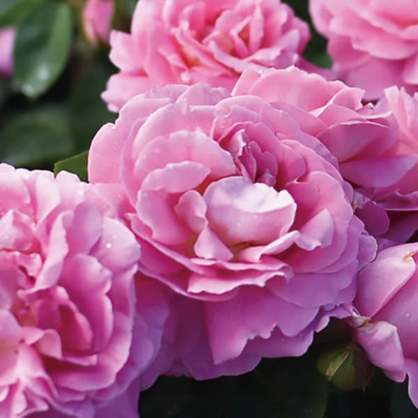 暑さに強く春から晩秋まで連続開花 True Bloom SO EASYバラの苗/[26年4月上旬予約]バラ：トゥルーブルーム・パフューム4号鉢植えアメリカ生まれの魔法のバラ、トゥルーブルーム！カリフォルニア州で育種されたガーデンローズで、「...