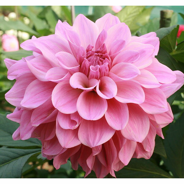 小型 秋田国際ダリア園 春植え球根球根/[26年3月中下旬予約]ダリアの球根：（中輪）ライラックムーン1球日本最大のダリア園「秋田国際ダリア園」から出荷された良質の球根です。いずれの球根も秋田国際ダリア園の代表であり著名な育種家でもある鷲澤...