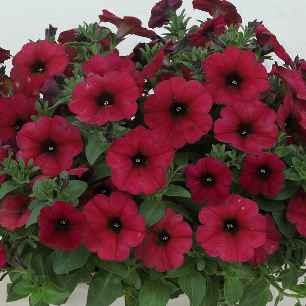 雨でもあでやかに草花の苗/[26年3月中下旬予約]ペチュニア×カリブラコア：ビューティカル(R)ボルドー3.5号ポット 12株セット雨でもあでやかに咲く、サカタのタネ育成のペチュニア・ビューティカル。ペチュニアの生育旺盛さと、カリブラコアの...