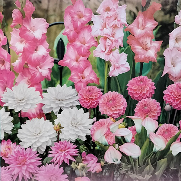 球根/[26年4月上旬予約]球根（ミックス）：「なついろコフレ」スイートミックス（夏を彩る球根草花の詰め合わせ・10球入り）「コフレ」は宝石などきらびやかな物を入れる箱を意味します。宝石のように美しい花を咲かせる球根たちをカラーバランスよく...