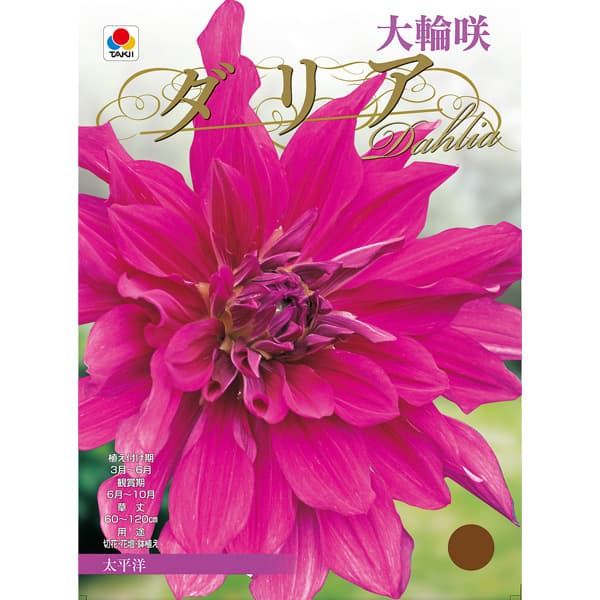 小型球根/[26年3月中下旬予約]ダリア：太平洋（大輪咲き）1球入り華やかな大輪咲きのダリアです。草丈が高く、長期間にわたってたくさん花を咲かせますので、花壇の後方中心に植えてください。タイプ：キク科の非耐寒性の球根植物植付け適期：3〜6月...