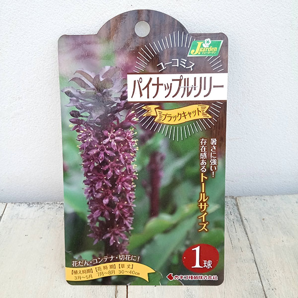 小型 育てやすいユニークな形の植物 春植え球根球根/[26年3月中下旬予約]ユーコミス（パイナップルリリー）：ブラックキャット 1球入りユーコミスは南アフリカ原産で別名を「パイナップルリリー」とも呼び、属名はギリシャ語で「美しい頭の毛」を意...