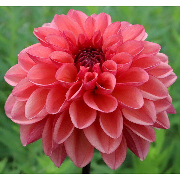 小型 秋田国際ダリア園 春植え球根球根/[26年3月中下旬予約]ダリアの球根：（中輪）シャイニーヴィーナス1球日本最大のダリア園「秋田国際ダリア園」から出荷された良質の球根です。いずれの球根も秋田国際ダリア園の代表であり著名な育種家でもある...