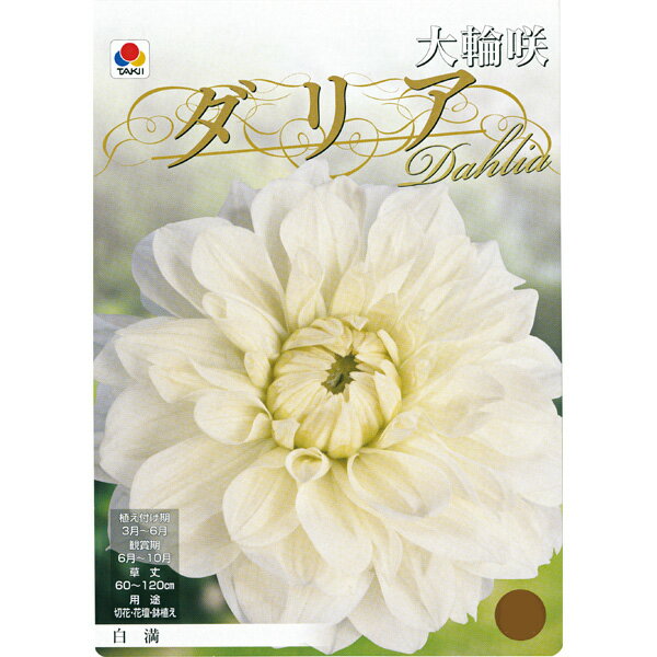 小型球根/[26年3月中下旬予約]ダリア：白満（大輪咲き）1球入り華やかな大輪咲きのダリアです。草丈が高く、長期間にわたってたくさん花を咲かせますので、花壇の後方中心に植えてください。タイプ：キク科の非耐寒性の球根植物植付け適期：3〜6月開...