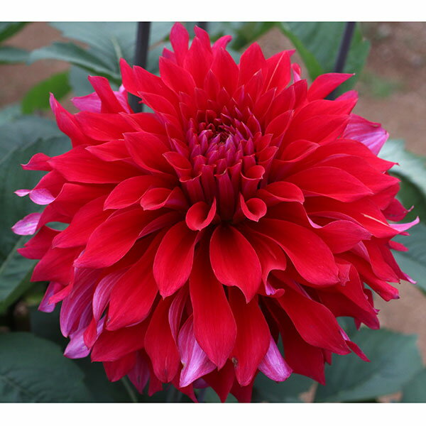 小型 秋田国際ダリア園 春植え球根球根/[26年3月中下旬予約]ダリアの球根：（中大輪）紫月（しづき）1球日本最大のダリア園「秋田国際ダリア園」から出荷された良質の球根です。いずれの球根も秋田国際ダリア園の代表であり著名な育種家でもある鷲澤...