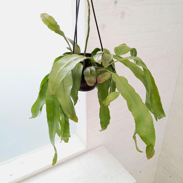 姫月下美人観葉植物/[26年3月中下旬予約]エピフィラム：プミラム（ヒメゲッカビジン） 5号吊り鉢着生サボテンの一種で、姫ゲッカビジンとも呼ばれる月下美人の仲間です。普通の月下美人よりも小型で、吊り鉢仕立てでの栽培が適しています。直径8cm...