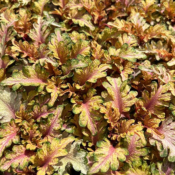 鮮やかな葉色・晩秋まで美しい最新シリーズ草花の苗/[26年5月中下旬予約]コリウス：バレッティ オーロラ3-3.5号ポットバレッティシリーズは、切込みのある独特な葉型と美しい葉色が特徴のコリウスです。直射日光下でも葉焼けなく観賞期間が長いの...