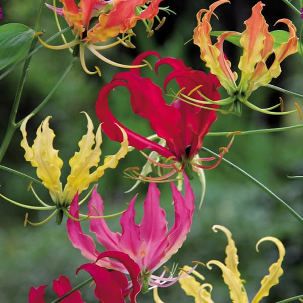 小型 独特の花が人気　鉢植え・花壇に！半つる性の球根植物球根/[26年3月中下旬予約]グロリオサ：ミックス4球入り蝶にも鳥にも見える独特の花姿が咲き誇る様子は見事。ツル性ですので、朝顔のように鉢・花壇で簡単に楽しめます。こちらは4球セットの...