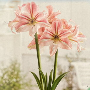 球根/[26年3月中下旬予約]アマリリス：リバーダンス　1球入り花立ちの良い中輪系アマリリスです。室内栽培向けの温度処理を行っていないため、ゆっくりと成長します。春に霜の心配が無くなってから屋外で栽培してください。鉢植えにして、冬場は玄関や...
