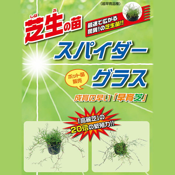 最速で広がる驚異の芝生苗・バミューダグラス[26年9月中下旬予約]芝生の苗：スパイダーグラス3号ポット 6株セット生育がとても速い、芝生の苗です。スパイダーグラスはバミューダーグラスの一種で葉は細かく柔らかく、踏み圧に強く、ランナーで良く広...
