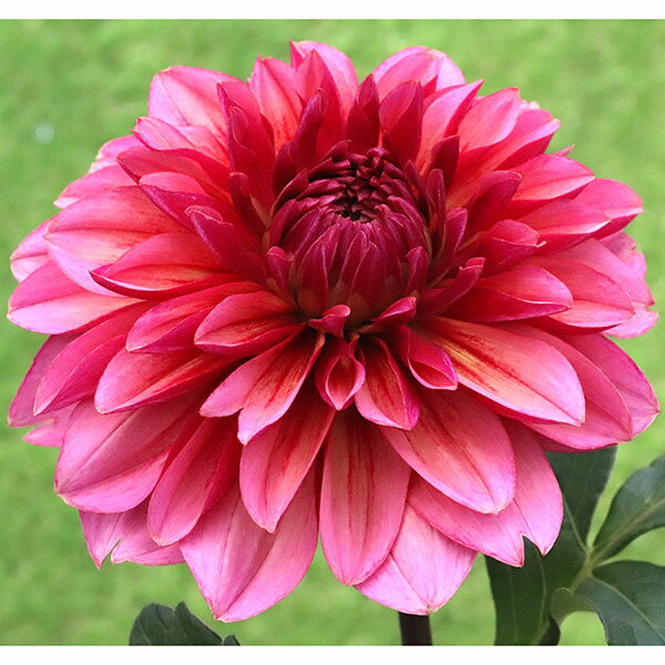 小型 秋田国際ダリア園球根/[26年3月中下旬予約]ダリアの球根：（中輪）シンフォニア1球日本最大のダリア園「秋田国際ダリア園」から出荷された良質の球根です。いずれの球根も秋田国際ダリア園の代表であり著名な育種家でもある鷲澤氏のおすすめ品種...