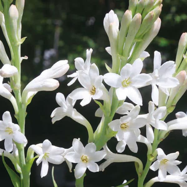 小型 香りの球根植物 春植え球根球根/[26年3月中下旬予約]チューベローズ：シリンガー 2球入り春植え球根の中でも、香りの良い品種。是非お花と香りの両方をお楽しみ下さい。チューベローズはメキシコ原産の球根植物で、夕方から夜にかけて強い芳香...