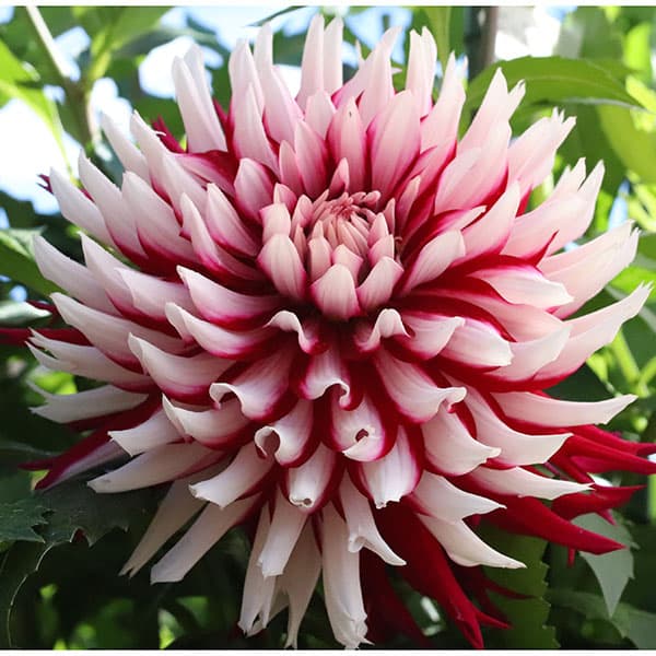 小型 秋田国際ダリア園球根/[26年3月中下旬予約]ダリアの球根：（中輪）咲（さき）1球日本最大のダリア園「秋田国際ダリア園」から出荷された良質の球根です。いずれの球根も秋田国際ダリア園の代表であり著名な育種家でもある鷲澤氏のおすすめ品種で...