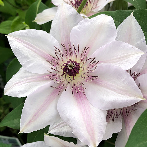 [26年3月中下旬予約]クレマチス：相田（そうだ）5号鉢植え相田（そうだ）は、長谷川園芸さんオリジナル品種。花芯の紅色と花びらの中心部もほのかな薄紅色に色付く様がとても魅力的なクレマチスです。この系統の中で一番コンパクトな品種なので、株が非...