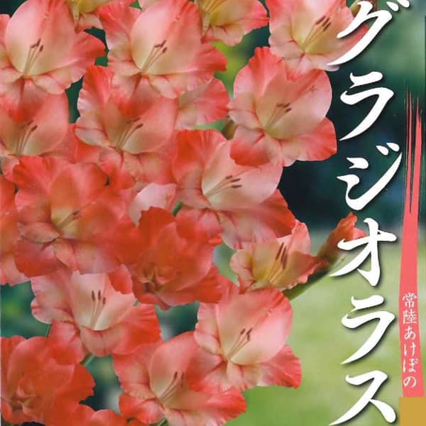 小型球根/[26年3月中下旬予約]グラジオラス：常陸あけぼの　5球入り夏の花壇を華やかに彩ってくれるグラジオラス。「常陸あけぼの」は日本生まれの銘花で、淡いオレンジ色に紫赤色のブロッチ（斑模様）が入る中輪系品種です。グラジオラスの中でも開花...