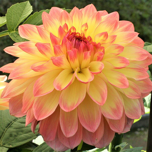 小型 中大輪咲き 春植え球根球根/[26年3月中下旬予約]ダリア：こころ 1球入りダリア「こころ」は柔らかく優しい黄色の花弁に桃色が載る華やかな品種です。茎は太く頑強で、草丈が低く育てやすいタイプ。タイプ：キク科の球根植物花色：桃黄草丈：8...