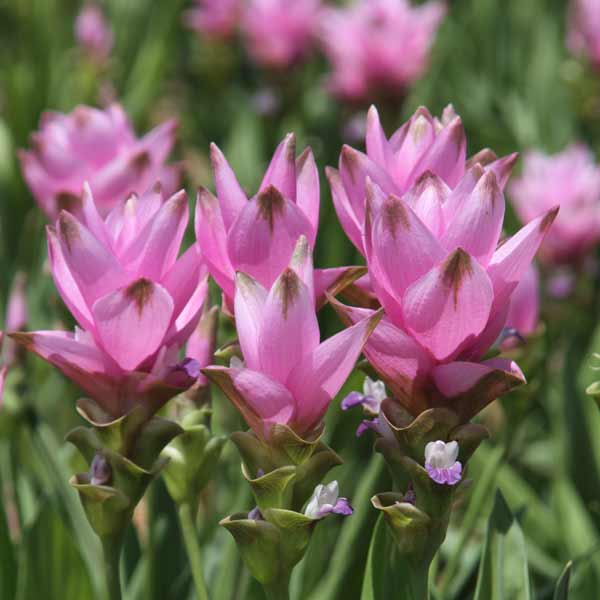 小型 夏に咲く！春植え球根球根/[26年3月中下旬予約]クルクマ：ロータスピンク 1球入りクルクマはインド〜タイ原産の熱帯植物。国内では鉢花として親しまれていましたが、花壇に植えると夏から10月頃まで次々に開花し、1つの花の開花期間が約1ヶ...