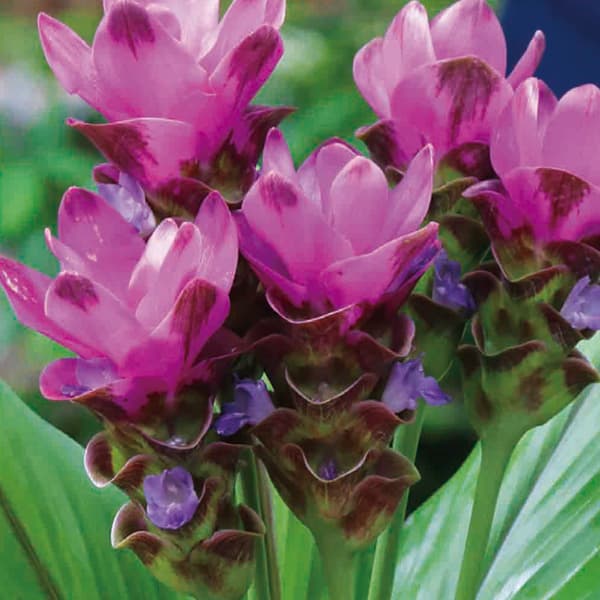 小型 夏に咲く！春植え球根球根/[26年3月中下旬予約]クルクマ：ロータスレッド 1球入りクルクマはインド〜タイ原産の熱帯植物。国内では鉢花として親しまれていましたが、花壇に植えると夏から10月頃まで次々に開花し、1つの花の開花期間が約1ヶ...