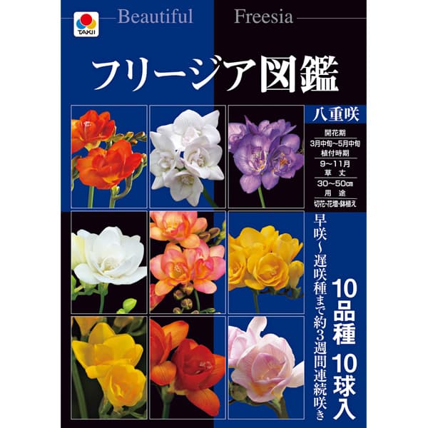小型 秋植え球根 次々と花を楽しめます球根/[26年9月中下旬予約]フリージア図鑑：八重咲き（10品種の球根セット）1袋に10品種のフリージアの球根が1球ずつ入っています。早咲きから遅咲きまで順番に、約3週間連続して咲き続けます。品種名一覧...