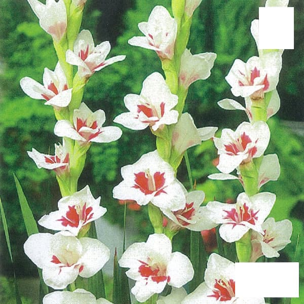 小型 春植え球根球根/[26年3月中下旬予約]グラジオラス：祝典 5球入り夏の花壇を華やかに彩ってくれるグラジオラス。原種の交配や品種改が重ねられ、多彩な色あわせでガーデンの奥行きを演出します。華やかな色の競演をお楽しみください。切花にもお...