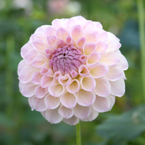 小型球根/[26年3月中下旬予約]ダリア：シュガーカラーダリア　セクシーポーズ1球入り人気のダリアの球根です。ダリアは一般的に、5cm前後の花径のものを「ポンポン咲き」それ以上のものを「ボール咲き」といいます。「セクシーポーズ」はボール咲き...