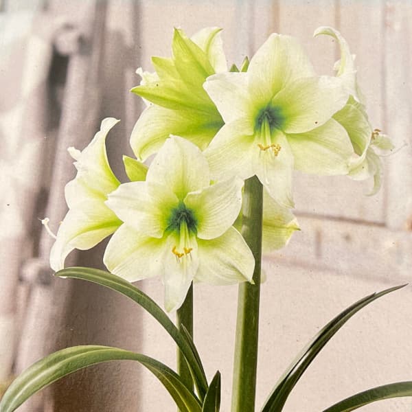 球根/[26年3月中下旬予約]アマリリス：ノースポール　1球入り花立ちの良い中輪系アマリリスです。室内栽培向けの温度処理を行っていないため、ゆっくりと成長します。春に霜の心配が無くなってから屋外で栽培してください。鉢植えにして、冬場は玄関や...