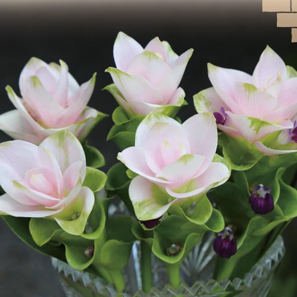 小型球根/[26年3月中下旬予約]クルクマ：メージョーニューピンク1球入りクルクマはインド〜タイ原産の熱帯植物。国内では鉢花として親しまれていましたが、花壇に植えると夏から10月頃まで次々に開花し、1つの花の開花期間が約1ヶ月と長く楽しめま...