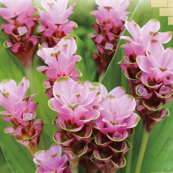 小型球根/[26年3月中下旬予約]クルクマ：メーテンNo.1　1球入りクルクマはインド〜タイ原産の熱帯植物。国内では鉢花として親しまれていましたが、花壇に植えると夏から10月頃まで次々に開花し、1つの花の開花期間が約1ヶ月と長く楽しめます。...