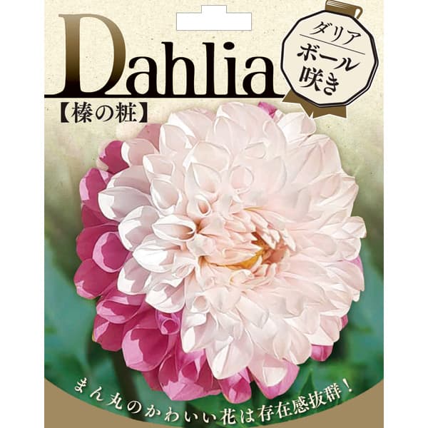 小型 まん丸のかわいい花球根/[26年3月中下旬予約]ダリア（ボール咲き）：榛の粧1球入り人気のダリアの球根です。ダリアは一般的に、5cm前後の花径のものを「ポンポン咲き」それ以上のものを「ボール咲き」といいます。まん丸の大きな花が魅力です...