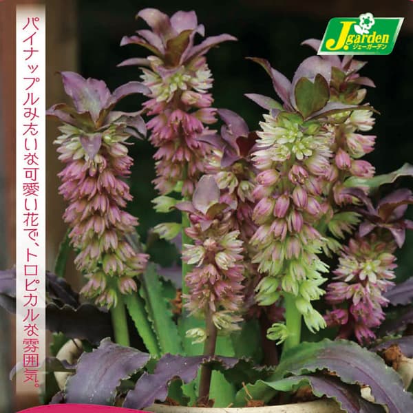 小型 夏に咲く！春植え球根 花色も葉色も美しい品種球根/[26年3月中下旬予約]ユーコミス（パイナップルリリー）：チョコレートパイン1球入りユーコミスは南アフリカ原産で別名を「パイナップルリリー」とも呼び、属名はギリシャ語で「美しい頭の毛」...