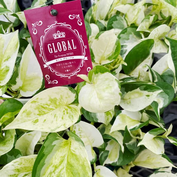 希少品種 加藤農園観葉植物/[26年2月中下旬予約]ポトス：グローバル 4号鉢入りポトスグローバルは一時期生産がなくなり、ほぼ一般市場に出てこなかったため「幻のポトス」と呼ばれていました。愛知の浅岡園芸さんから静岡の加藤農園さんへ引き継がれ...