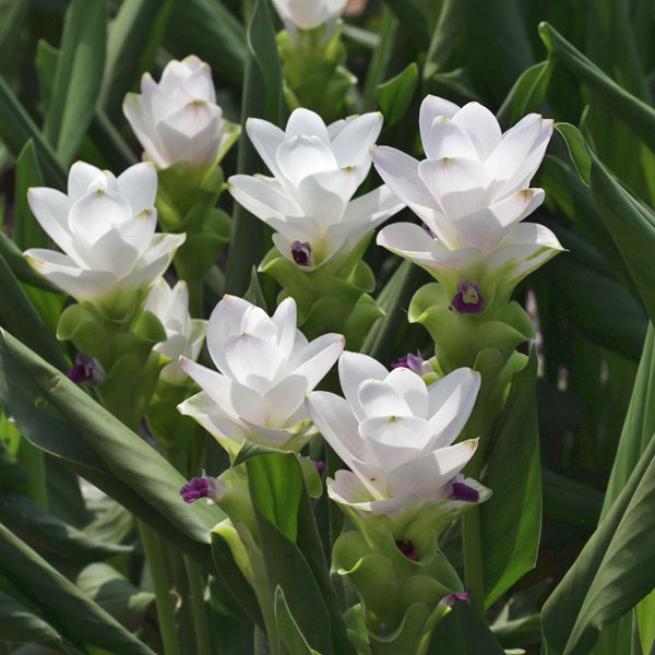 小型球根/[26年3月中下旬予約]クルクマ：ホワイトジャスミン1球入りクルクマはインド〜タイ原産の熱帯植物。国内では鉢花として親しまれていましたが、花壇に植えると夏から10月頃まで次々に開花し、1つの花の開花期間が約1ヶ月と長く楽しめます。...