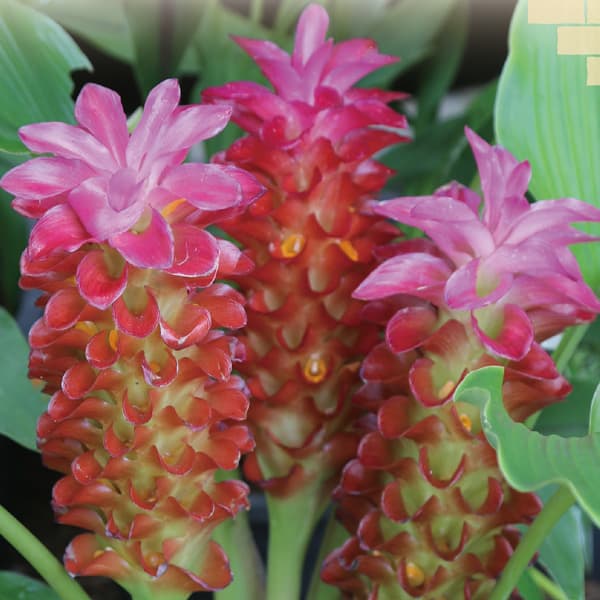 小型球根/[26年3月中下旬予約]クルクマ：レッドトーチ1球入りクルクマはインド〜タイ原産の熱帯植物。国内では鉢花として親しまれていましたが、花壇に植えると夏から10月頃まで次々に開花し、1つの花の開花期間が約1ヶ月と長く楽しめます。暑さが...