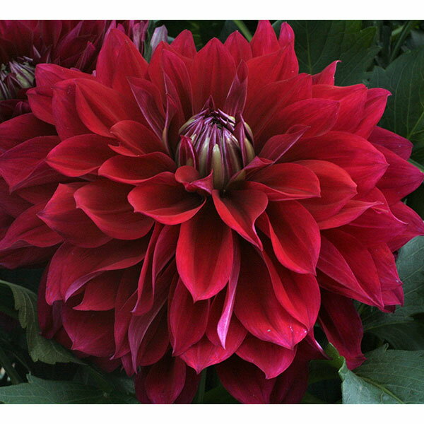 小型 秋田国際ダリア園 春植え球根球根/[26年3月中下旬予約]ダリアの球根：（中大輪）ハロウィンナイト1球日本最大のダリア園「秋田国際ダリア園」から出荷された良質の球根です。いずれの球根も秋田国際ダリア園の代表であり著名な育種家でもある鷲...