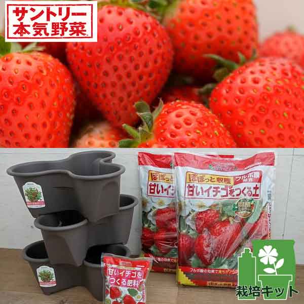 一季成り・狭い場所で育てられる野菜の苗/[26年9月中下旬予約]いちご栽培セット（ハーベリーポット）といちご苗9株（蜜香(R)（みつか））狭い場所でもたくさん実がつく！便利なハーベリーポットを使ったイチゴの栽培セットです。イチゴの苗9株をイ...
